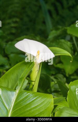 Lonely yellow flower in thick green grass in rays of bright sunshine ...