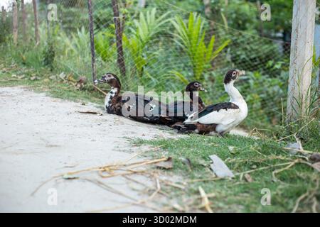 Duck swims in the pond. Portrait of a male of duck on the water ...