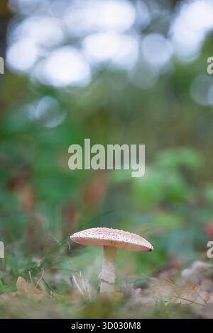 Blusher (Amanita rubescens) in autumn, provence, France Stock Photo - Alamy
