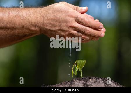 Farmers hand watering plant close-up. Farmer watering plant on farm ...