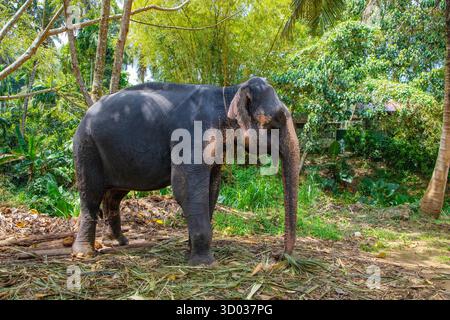 large Asian elephant with specific skin color, small gray dots on pink ...