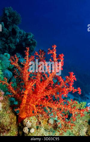 Multi-branched Coral Trees, Soft Coral, Reef Building Corals, Coral ...