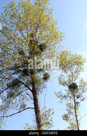 Bunches of European Mistletoe growing on a line Poplar trees - Touraine ...