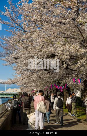 Cherry blossom sakura Tokyo, locals and visitors view cherry blossom ...