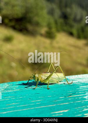 Shallow focus closeup shot of a grasshopper on the grass with bokeh ...