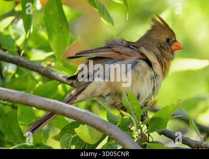 Female Northern Cardinal ruffling its feathers Stock Photo - Alamy