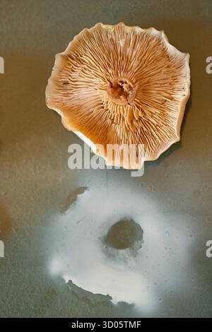 Spore Prints Are Made by Leaving a Mushroom Cap Stock Photo - Alamy