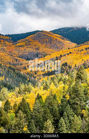 Yellow aspen leaves on mountainside show fall colour and autumn colors ...