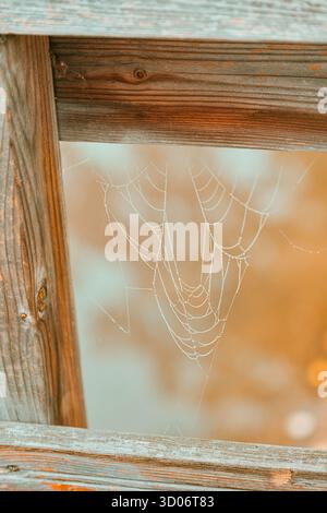 A closeup shot of a spider web between the autumn leaves and branches ...