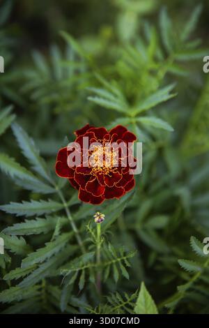Marigold. Very beautiful bright multi-colored flowers. Close-up Stock ...