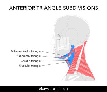 Detailed diagram of thyroid and parathyroid glands Stock Vector Image ...