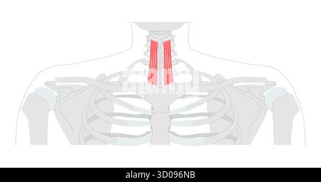 Neck muscle chart, infrahyoid sternohyoid, sternothyroid, thyrohyoid ...