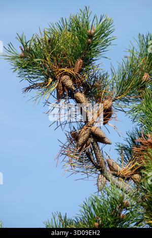 Pine Cones on Tamarack tree (Larix laricina) in Fall of the year with ...