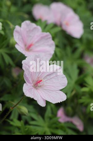 Striped bloody cranesbill (Geranium sanguineum 'striatum'), flowering ...