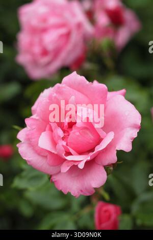 ROSA ARMADA HARUSEFUL Stock Photo - Alamy
