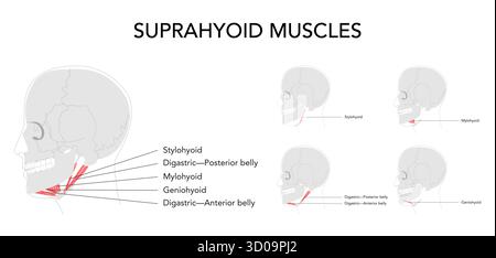 Suprahyoid muscles anatomy diagram, labeled stylohyoid, digastric ...