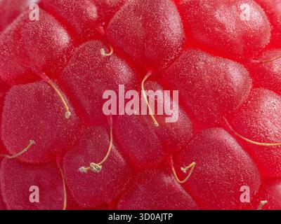 High-resolution close-up of ripe red strawberries filling the entire ...
