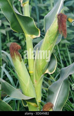 close up Corn field in the countryside. Many young maize grown for sale ...