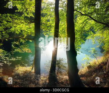 Lush Green Trees Reflected in Calm Lake Water During Spring Evening ...