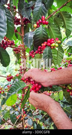 Colombian coffee farm - Colombian coffee farmer among coffee trees ...