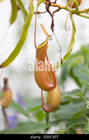 Carnivorous pitcher, also known as pitfall trap plant Stock Photo - Alamy