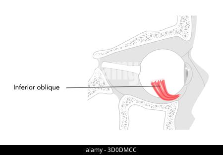 Eye anatomy 3d diagram infographics layout showing human eyes muscles ...