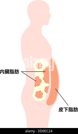 Human silhouette illustration of visceral fat and subcutaneous fat ...