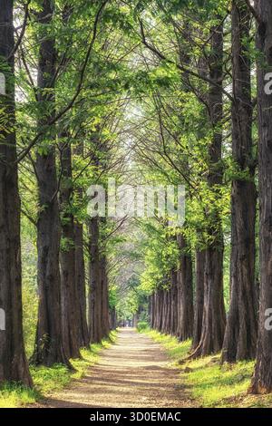 Metasequoia park taken during summer season in haneul park in seoul ...