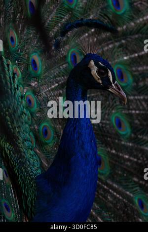 A close-up shot of a peacock open tail Stock Photo - Alamy