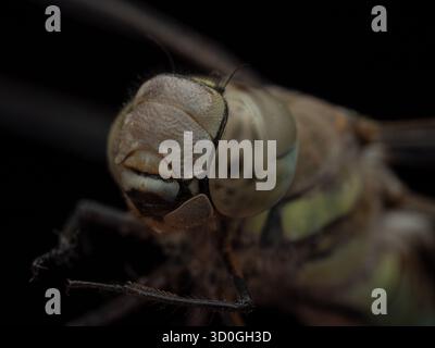 A closeup shot of a flying dragonfly against a blue background Stock ...