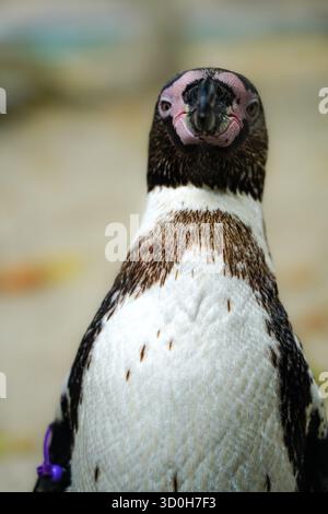 A closeup shot of the penguin in the water Stock Photo - Alamy