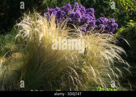 Feather Grass (Pony Tails), Stipa tenuissima Stock Photo - Alamy