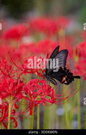 Butterfly on Red spider lily flowers Stock Photo - Alamy