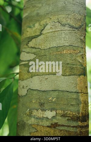 Tropical tree bark texture in natural jungle Mexico Stock Photo - Alamy