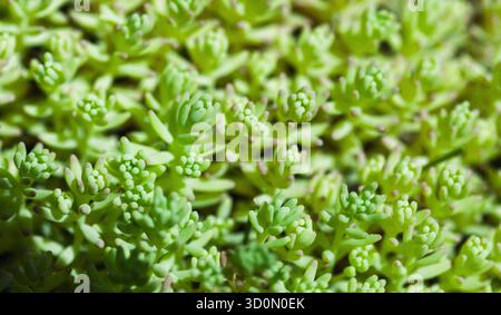 Panoramic macro photo of Sedum hispanicum or Spanish stonecrop. Green ...