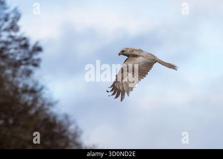 Extremely rare white-coloured red kite thought to be one of 10 in the ...