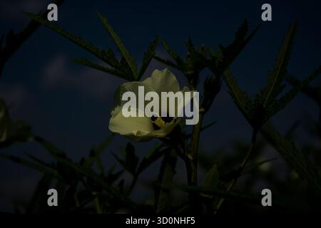 Pictures of Ladies Finger flowers Stock Photo - Alamy