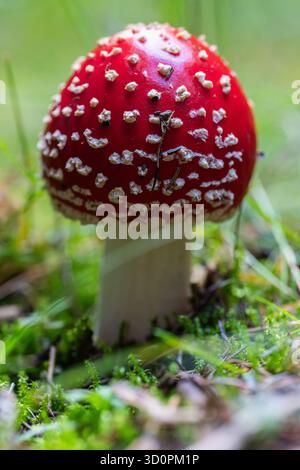 A fly agaric in the moss among the dry grass and fallen leaves. A ...