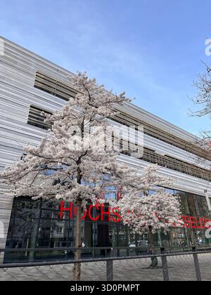 Spring, cherry tree blossom, Germany, West Europe Stock Photo - Alamy