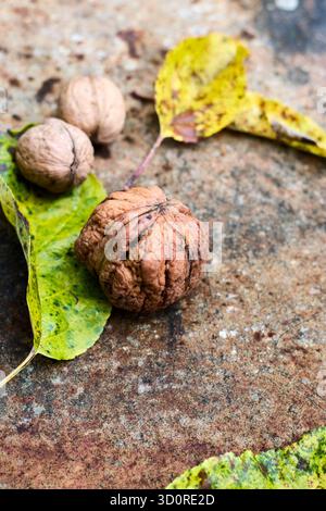 Walnuts and leaves on the ground Stock Photo - Alamy