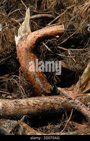 Microcosm forest floor Stock Photo - Alamy