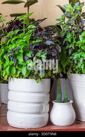 Large basil plant in a pot Stock Photo - Alamy
