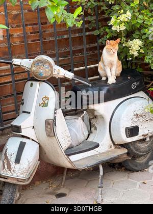 Egyptian street cat, a feral cat or a stray cat is an unowned domestic ...