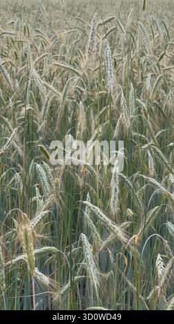 detail of rye cereal plant growing in the field Stock Photo - Alamy