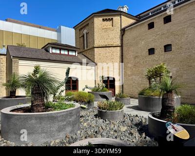 Balga trees in pots in exterior courtyard of WA Museum Boola Bardip ...
