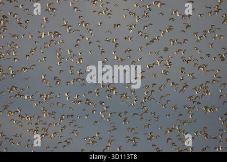 Pluvialis apricaria in a flock flies over the field, the best photo ...