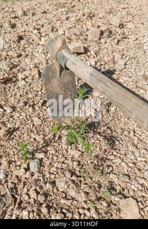 gardener pull up weeds with a hoe in the watermelon plantation in the ...