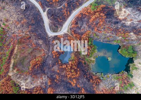 The beautiful but tragic colors of autumn in a fire damaged woodland A ...