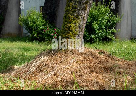 Mulching around tree trunks to protect from cold and heat, save water ...