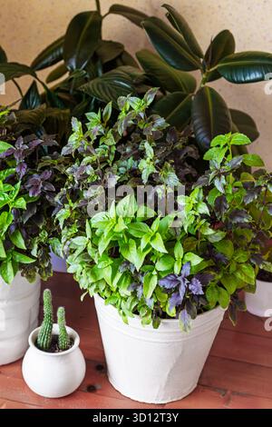 Large basil plant in a pot Stock Photo - Alamy